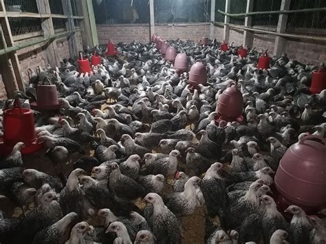 ফাউমি মুরগির খামার মাশাল্লাহ