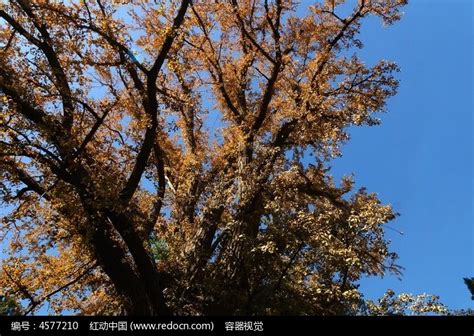 泰山岱庙内的古银杏树树冠枝叶高清图片下载 红动中国