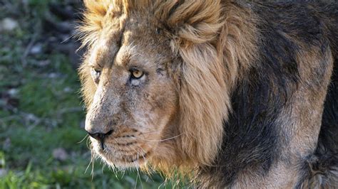 Wallpaper Lion Predator Big Cat Mane Glance Hd Picture Image