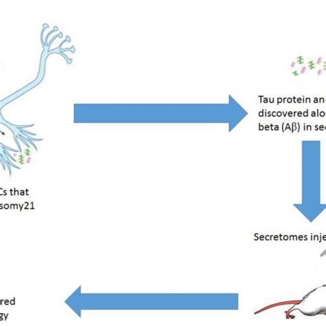 Synaptic Dysfunction In Rat Model Caused By Secretomes From Human