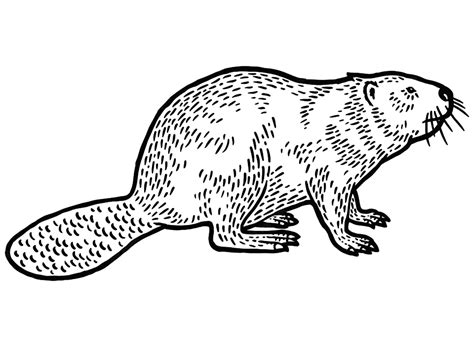Beaver Coloring Pages Free Printable Pdf