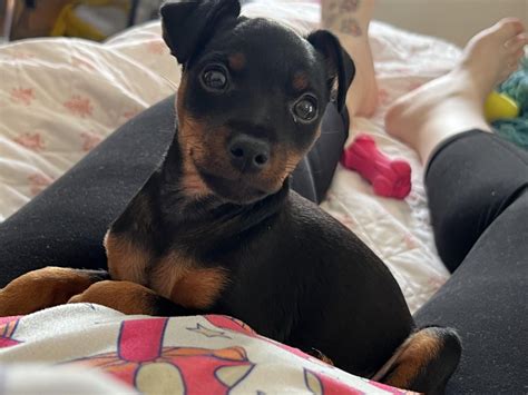 Mabels A Cutie 🥧 Rminpin