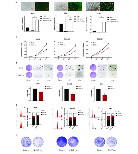 Linc Pint Inhibited Melanoma Progression In Vitro A The Linc Pint