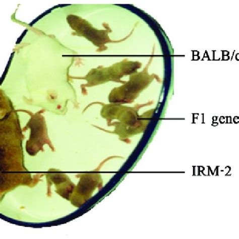 Pdf The Development And Biological Characteristics Of A Novel Potentially Radioresistant