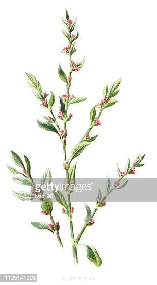 Knotgrass Knot Grass High Res Vector Graphic Getty Images
