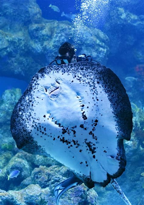 Обои для рабочего стола скат рыба подводный подводный мир море