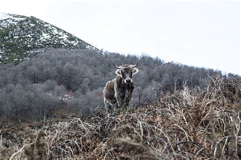 벌거 벗은 나무와 겨울 산을 배경으로 건조한 잔디 경사면에 야생 소 0명에 대한 스톡 사진 및 기타 이미지 0명 갈색