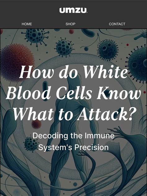 Umzu How Do White Blood Cells Know What To Attack Milled