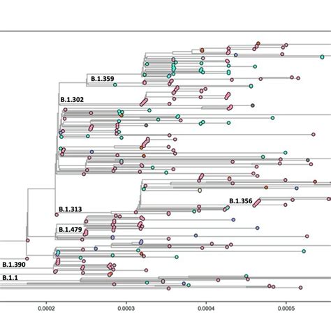 Maximum Likelihood Tree Of Genomes Download Scientific Diagram