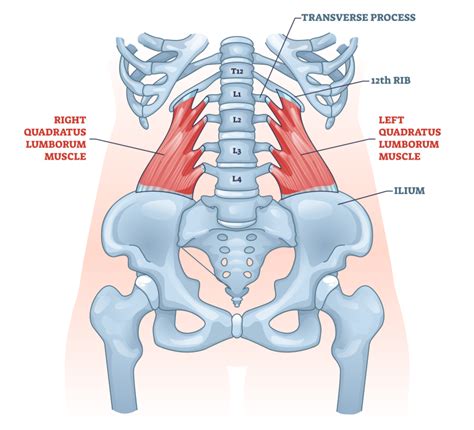 Quadratus Lumborum 4 Exercises And 4 Stretches Inspire Us