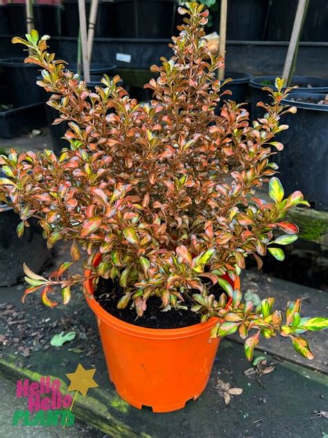 Coprosma Evening Glow 8 Pot Hello Hello Plants