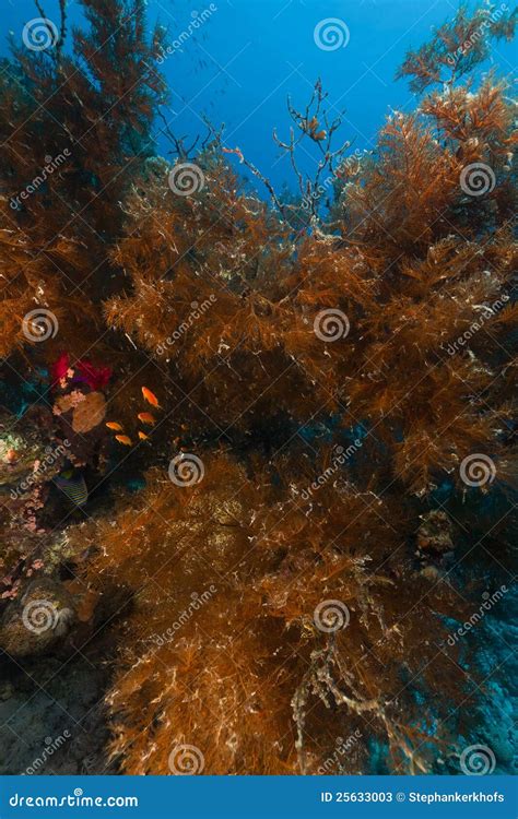 Branching Black Coral In The Red Sea Stock Image Image Of Marine