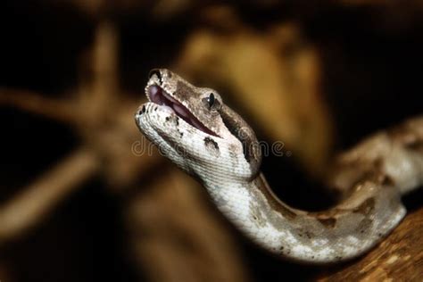 Open Python Mouth Stock Photos Free Royalty Free Stock Photos From Dreamstime