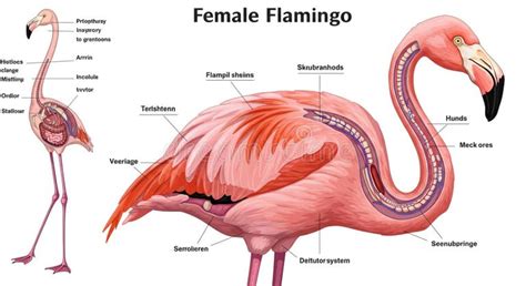 Illustration Of A Flamingo Labeled With Fictional Anatomy Terms The