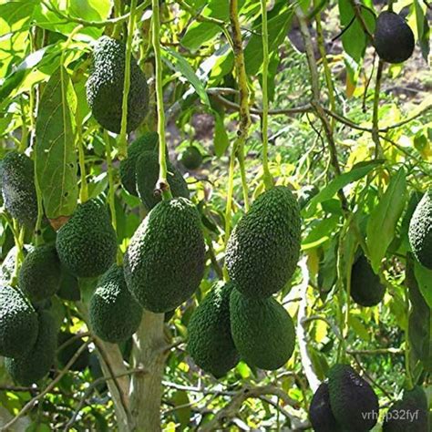 50 Pcs Seeds Flower Seeds Hass Avocado Native Fruit Tree Seeds Non Gmo