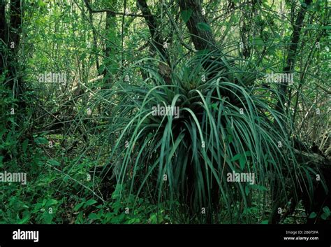 Epiphytes Along Snake Bight Trail Everglades National Park Florida