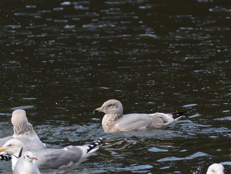 アメリカセグロカモメ検討種 日本の野鳥識別図鑑