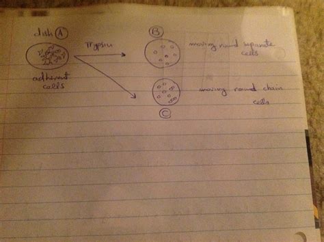 How To Know Trypsin Time Is Enough And Should Stop It ResearchGate