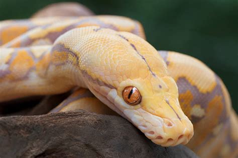 35000 Fotos Bilder Und Lizenzfreie Bilder Zu Python Schlange Istock
