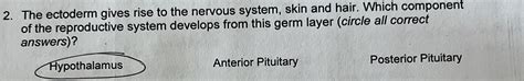 Solved The Ectoderm Gives Rise To The Nervous System Skin