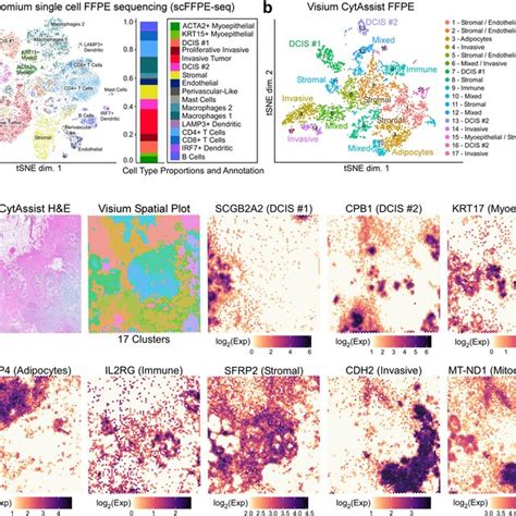 Pdf High Resolution Mapping Of The Tumor Microenvironment Using