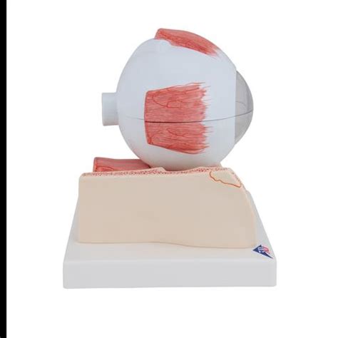 Ojo 5 veces el tamaño natural 7 piezas 3B Smart Anatomy 1000256