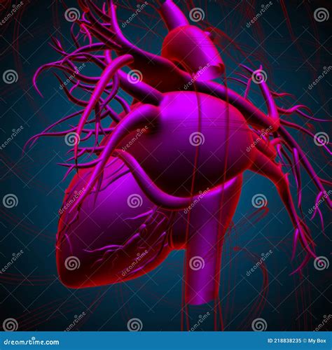 Human Heart Anatomy For Medical Concept 3d Rendering Stock Illustration