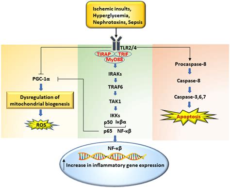 Tlr2 4 Regulates Inflammation Programmed Cell Death And Oxidative