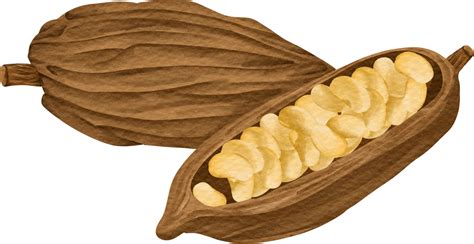 Cocoa Bean Clip Art 23411502 Png
