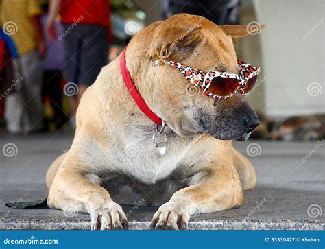 Hond Met Zonnebril Stock Afbeelding Image Of Kraag Bruin 33330427