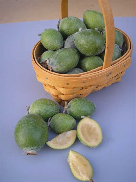 Pineapple Guava Mammoth Trees Of Joy
