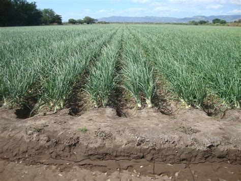 Cultivo De Cebolla Organica En Pleno Desarrollo Validando Tres