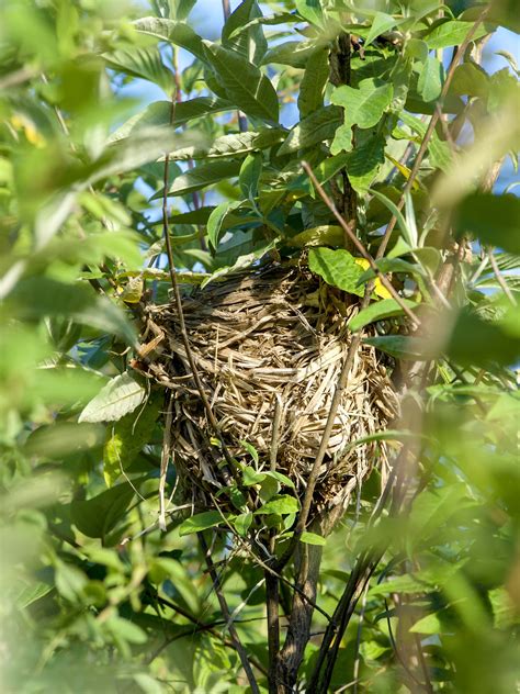 Red Winged Blackbird Nest