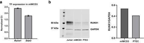 Characterisation Of Transcription Factor Profiles In Polycystic Kidney