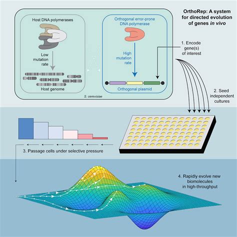 Scientists Engineer A Better Way To Direct Evolution Genetics And