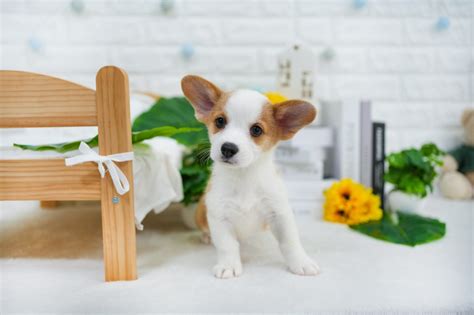 웰시코기분양 사랑스러운 애기 강아지 요요 웰시코기분양 프렌치불독분양 보스턴테리어분양 이탈리안그레이하운드분양 베들링턴테리어분양 셔틀랜드쉽독분양 코카스파니엘분양 퍼그분양