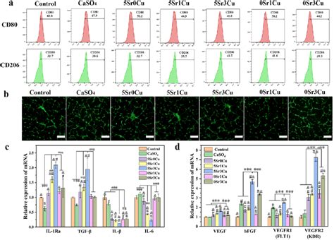 Inflammation And Angiogenesis Regulation In Vitro A Polarization Of
