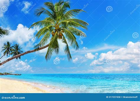 Tropical Island Paradise Sea Beach Ocean Water Palm Tree Sand Sun