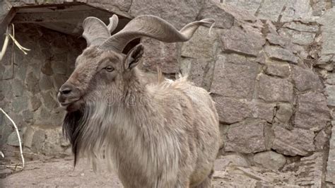Goats In Captivity Video One Minute Duration With No Audio Stock