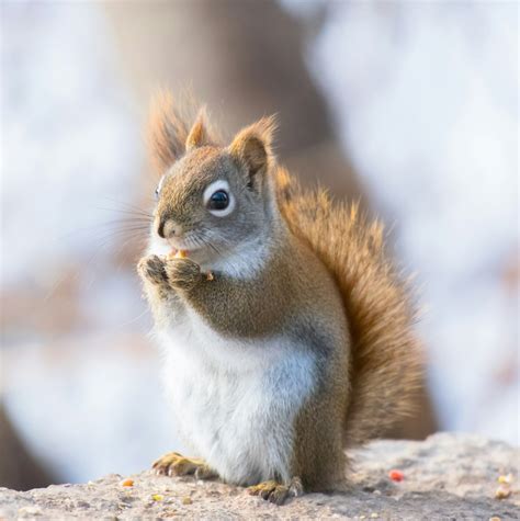 다람쥐가 바위에 앉아 먹고 있다 사진 Unsplash의 무료 다람쥐 이미지