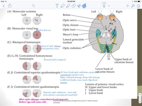 Limbic System Flashcards Quizlet
