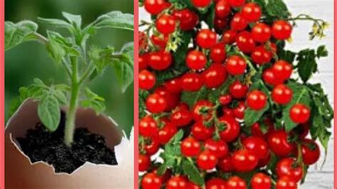 How To Grow Tomato Plant🍅 Youtube