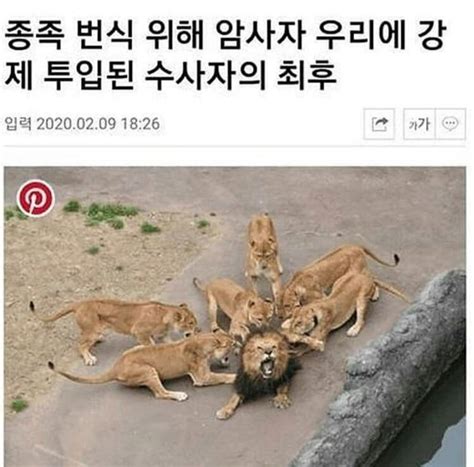 종족 번식 위해 암사자 우리에 강제 투입된 숫 에누리 쇼핑지식 자유게시판