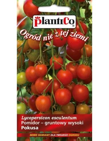 Pomidor Gruntowy Drobnoowocowy Wysoki Pokusa 0 5g