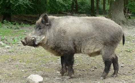 Eber Stockbild Bild Von Gras Nave Outdoor Park Fr Hling