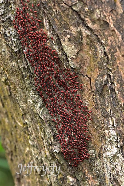 我的生態攝影集 枝嚙蟲屬 Clematoscenea sp