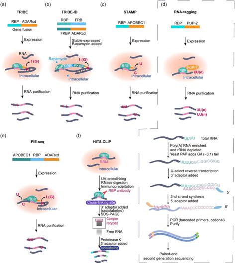 Revealing The Hidden Rbprna Interactions With Rna Modification Enzyme‐based Strategies Pmc