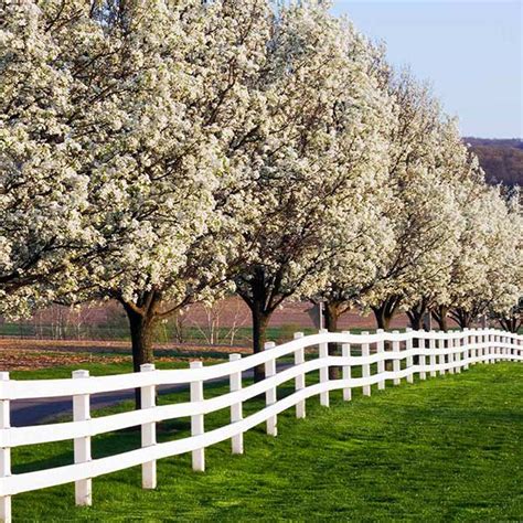Cleveland Flowering Pear Trees For Sale