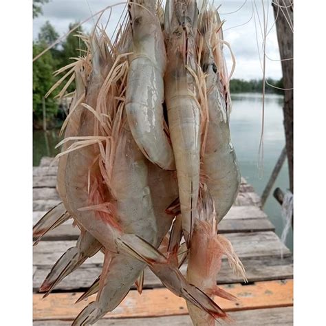 Jual Udang Jerbung Udang Segar Laut Harian Segar Dan Bergaransi Kg Shopee Indonesia