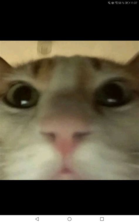 I JUST FOUND OUT THAT SEX EXISTS R Neonkatzestavern